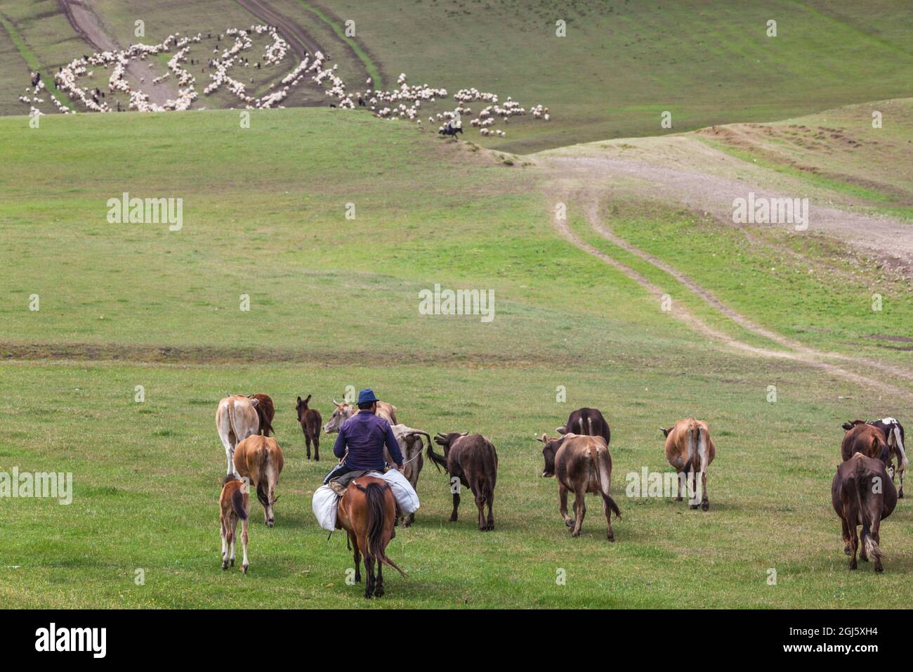 Georgia, Udabno. Cattle and sheep Stock Photo - Alamy