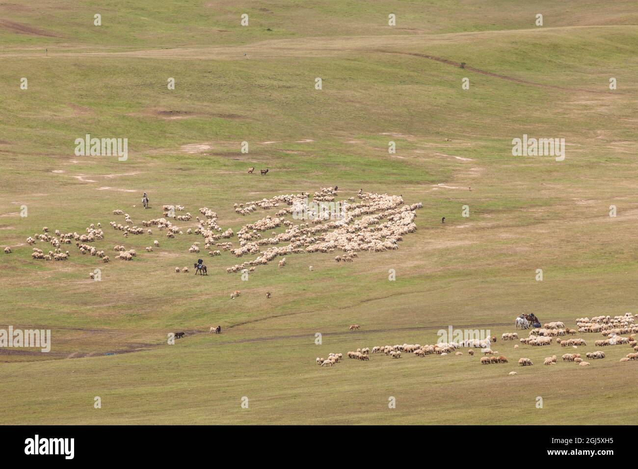 Georgia, Udabno. Cattle and sheep Stock Photo - Alamy