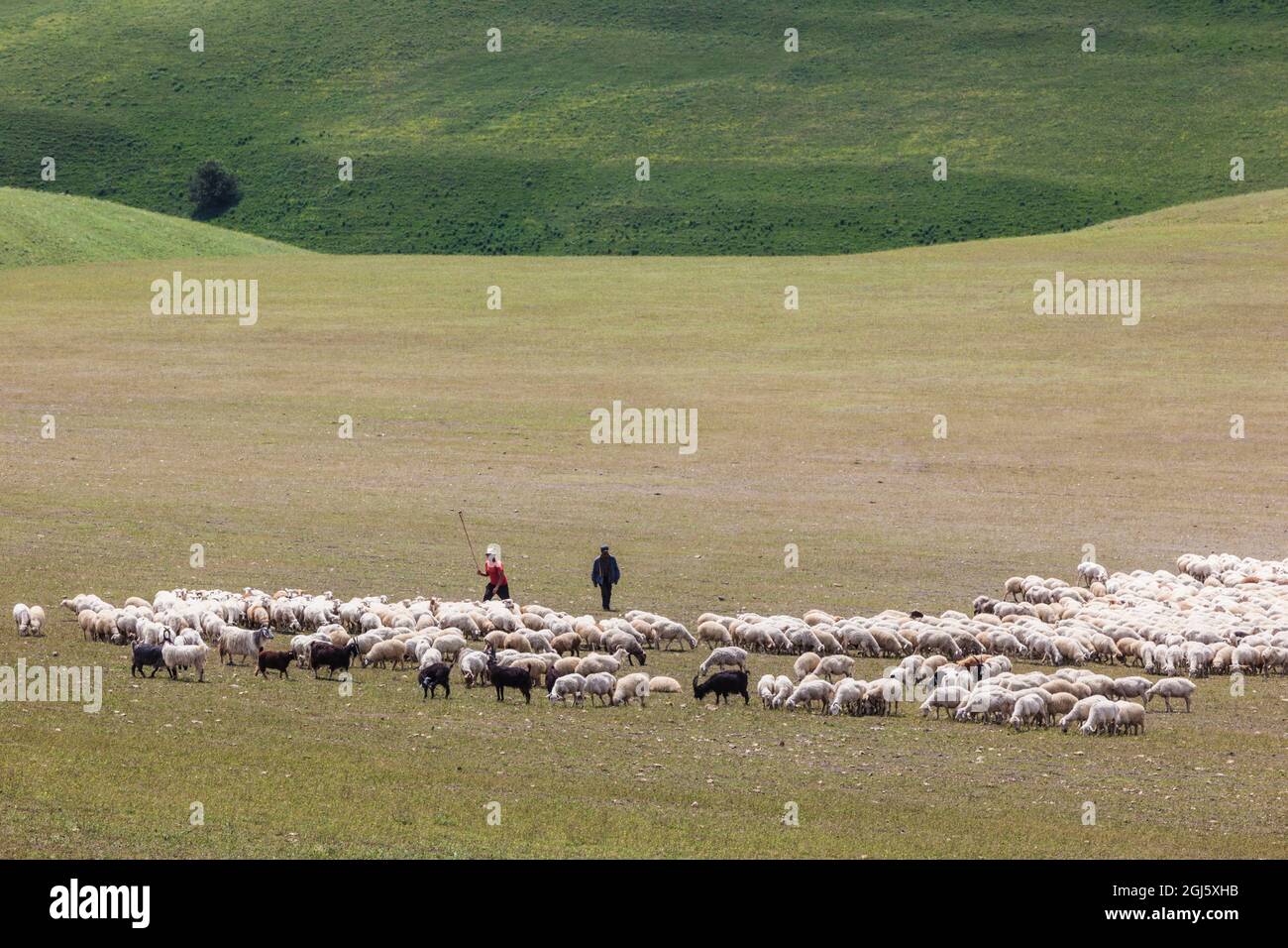 Georgia, Udabno. Cattle and sheep Stock Photo - Alamy