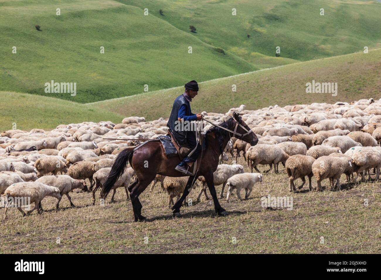 Georgia, Udabno. Cattle and sheep Stock Photo - Alamy