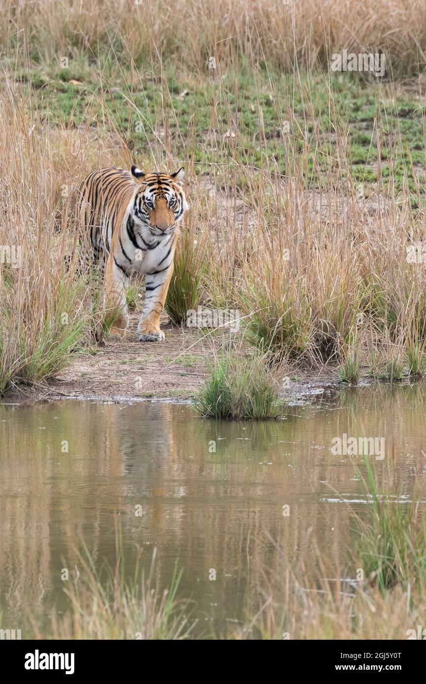 India, Madhya Pradesh, Bandhavgarh National Park. Bengal tiger in tall ...