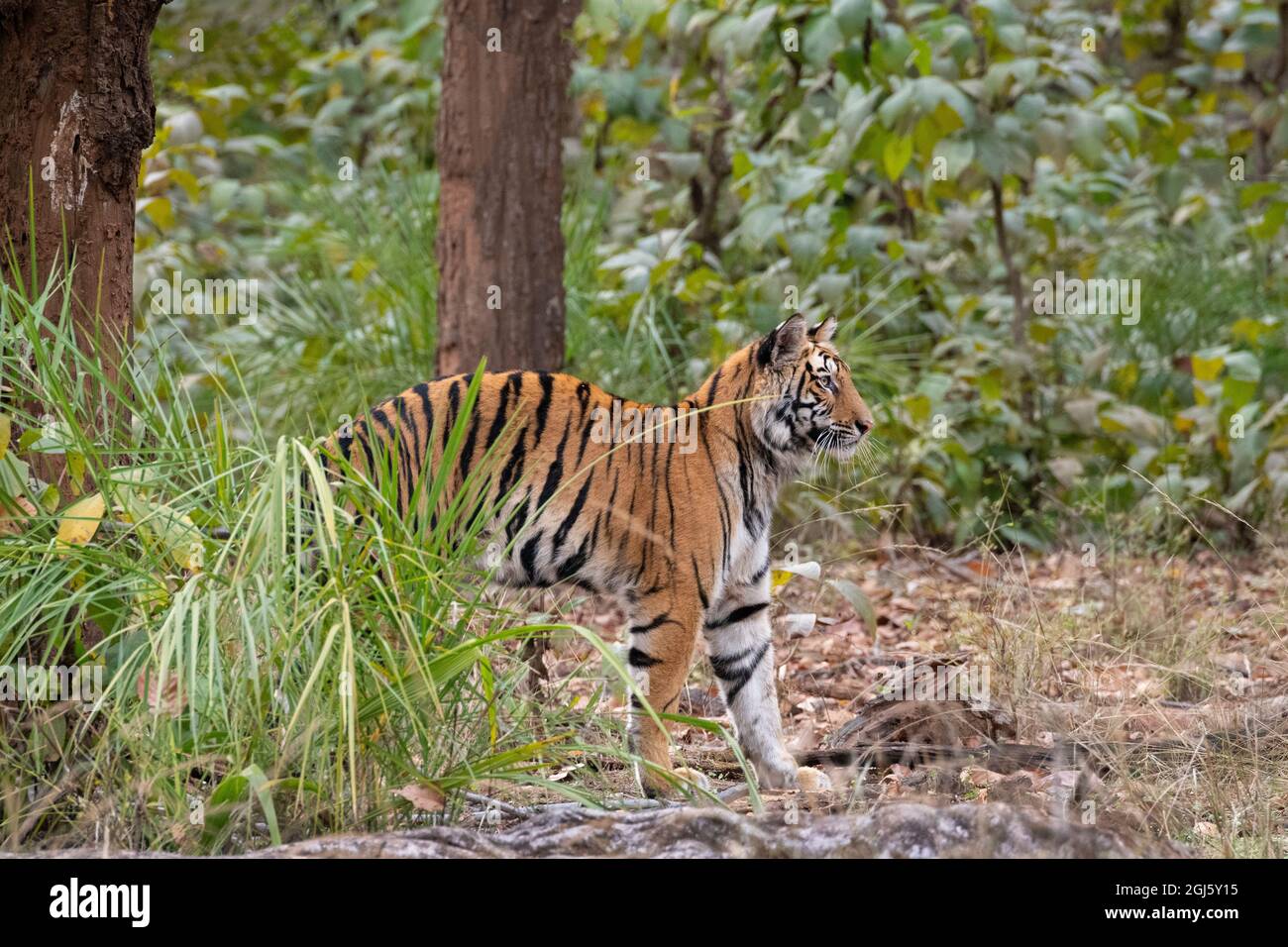 Bengal tiger stretching hi-res stock photography and images - Alamy