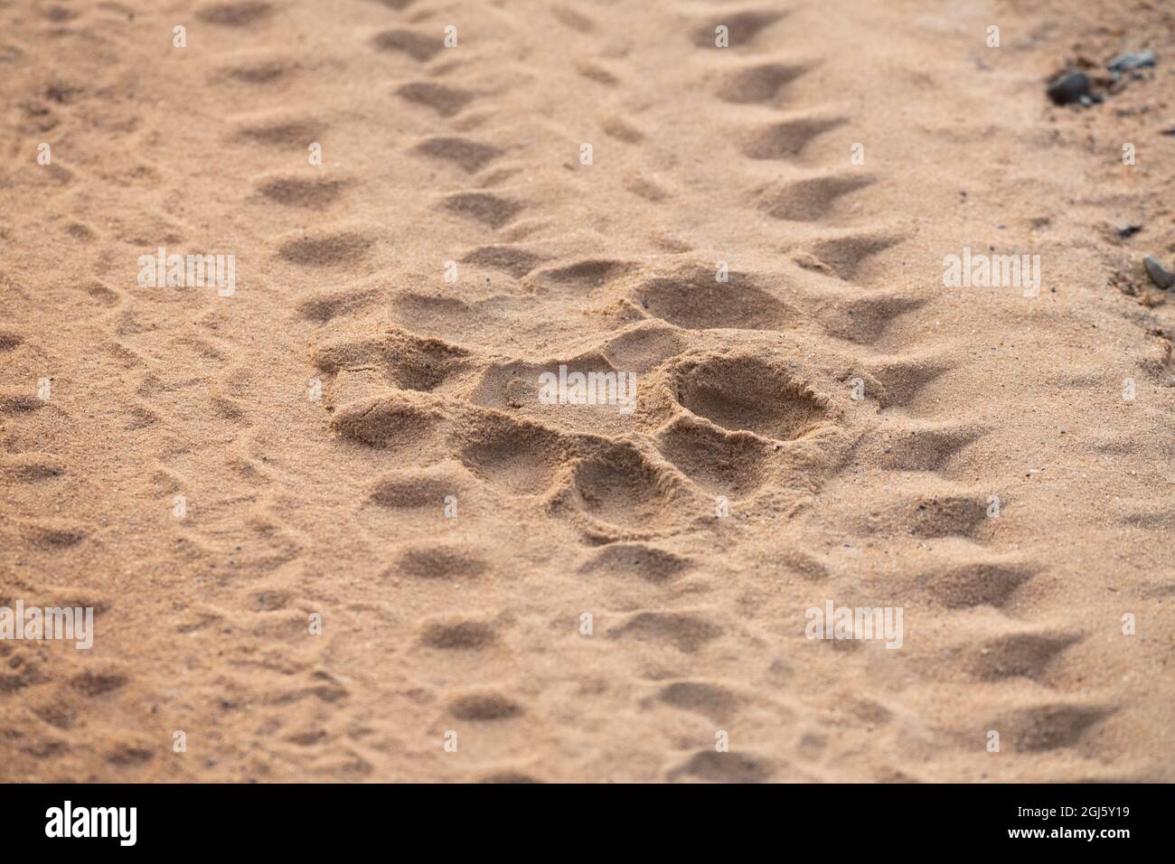 India, Madhya Pradesh, Bandhavgarh National Park. Bengal tiger tracks ...