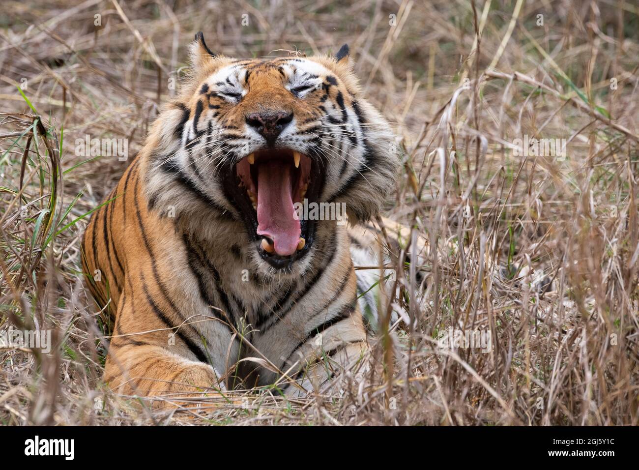 India, Madhya Pradesh, Bandhavgarh National Park. Bengal tiger ...