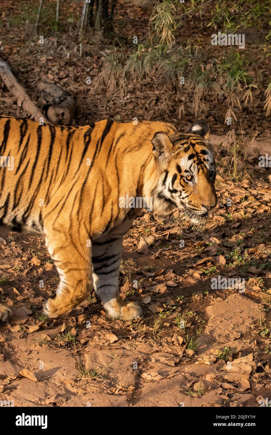 India, Madhya Pradesh, Bandhavgarh National Park. Male Bengal tiger ...