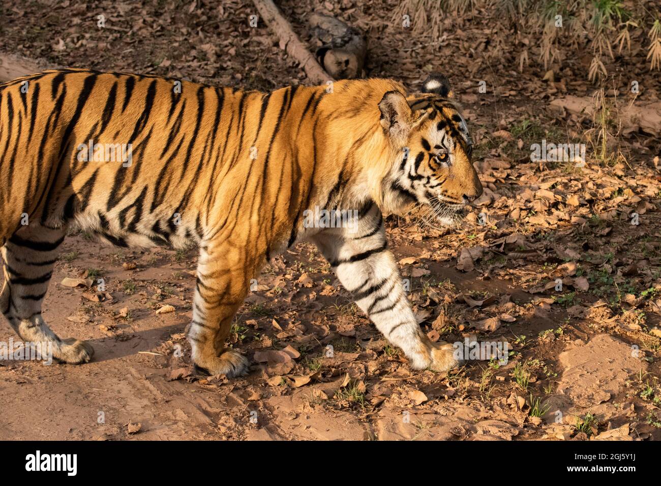 India, Madhya Pradesh, Bandhavgarh National Park. Male Bengal tiger ...