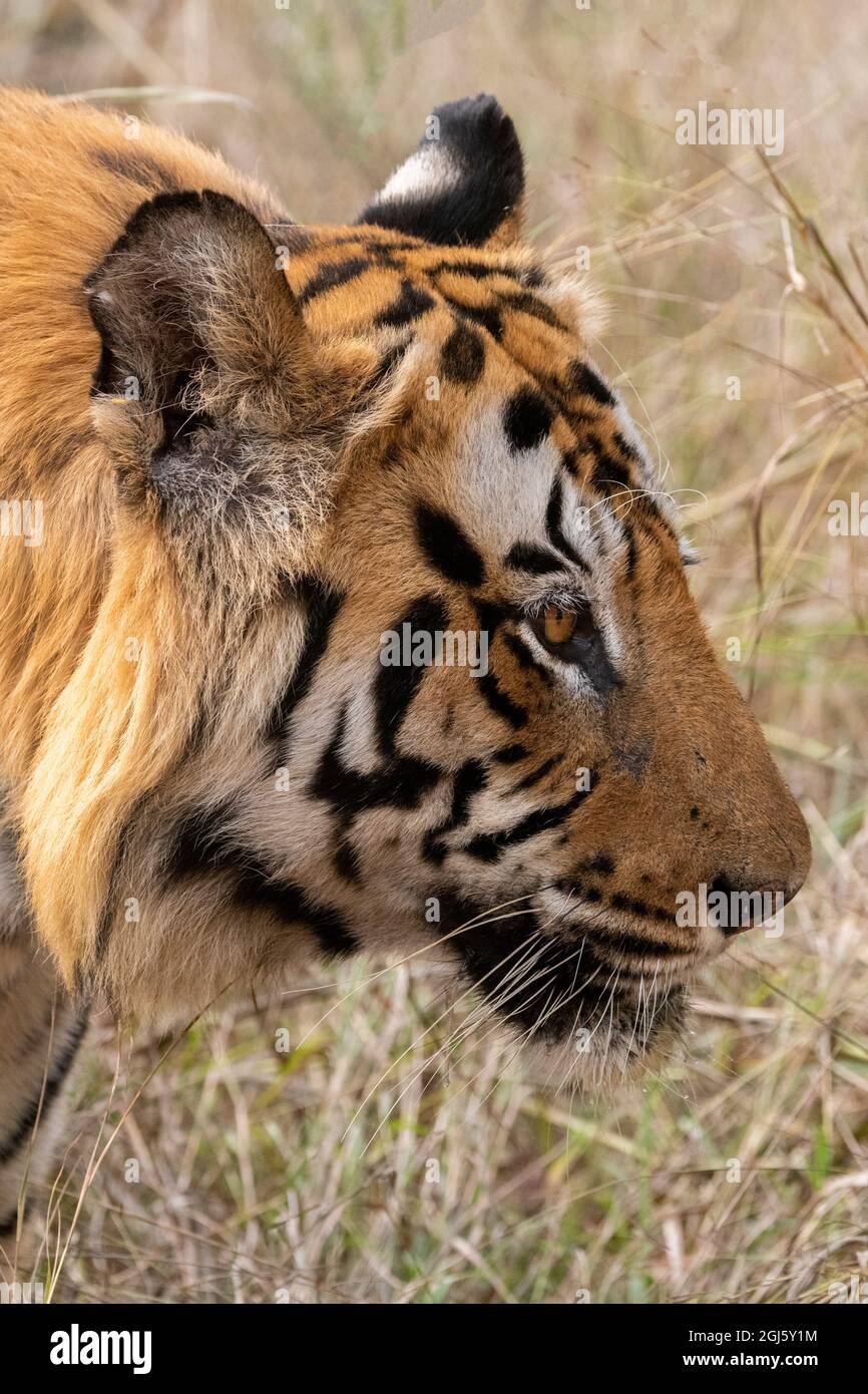 India, Madhya Pradesh, Bandhavgarh National Park. Bengal tiger ...