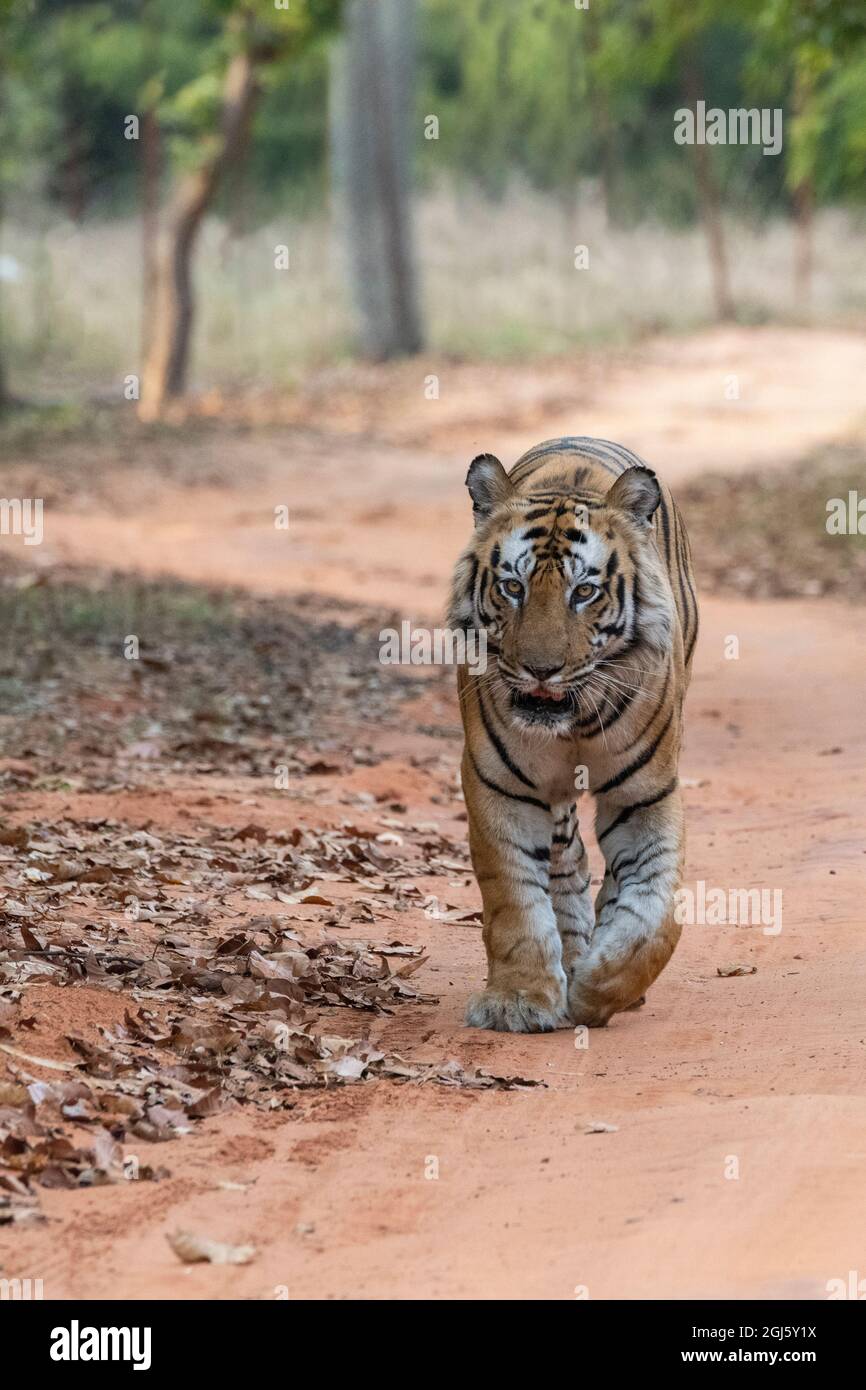 India, Madhya Pradesh, Bandhavgarh National Park. Bengal tiger ...