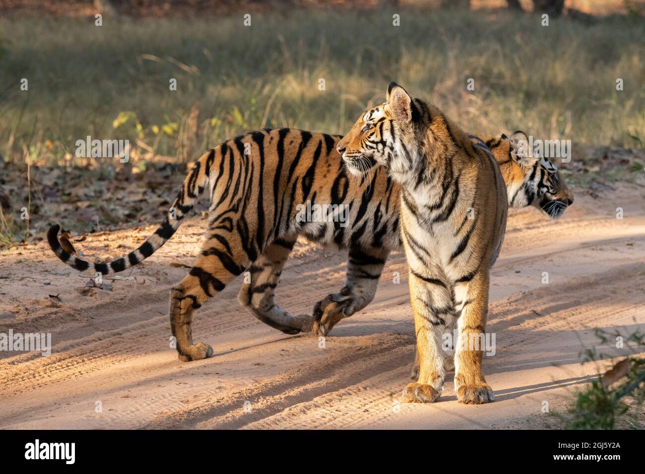 India, Madhya Pradesh, Bandhavgarh National Park. Mature female Bengal ...
