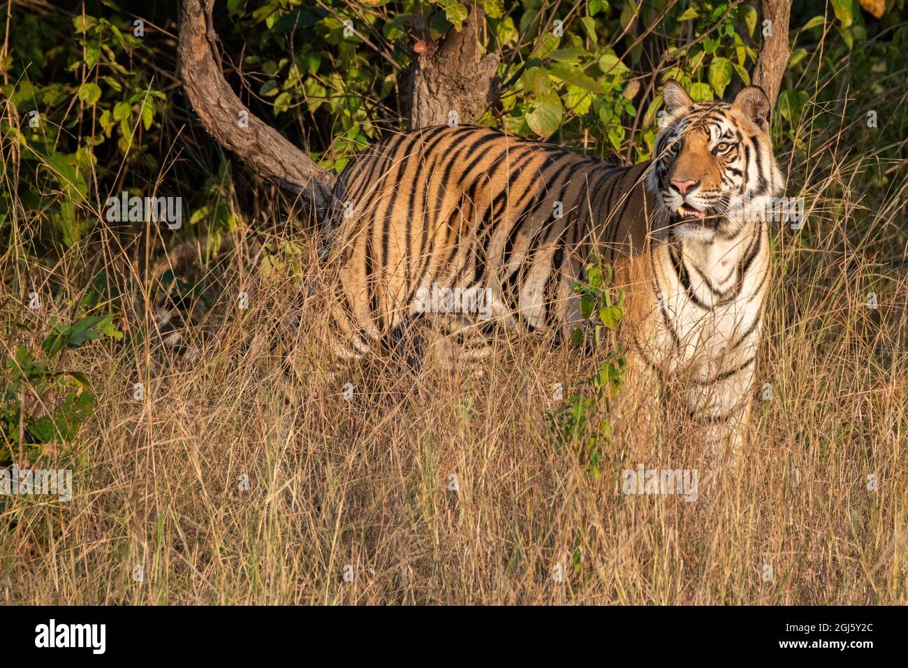 India, Madhya Pradesh, Bandhavgarh National Park. Male Bengal tiger ...
