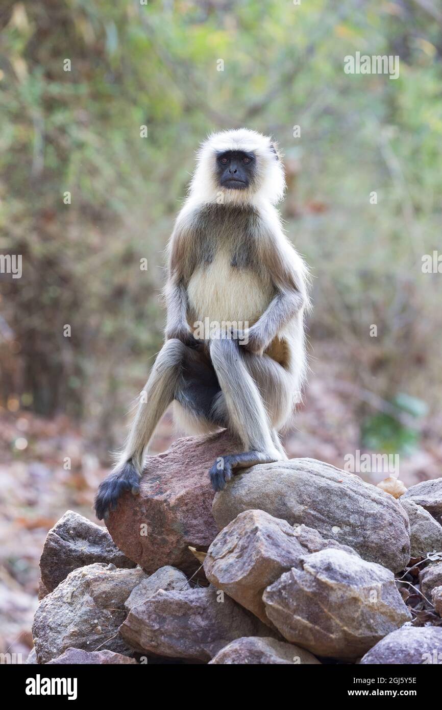 India, Madhya Pradesh, Bandhavgarh National Park. A northern plains ...