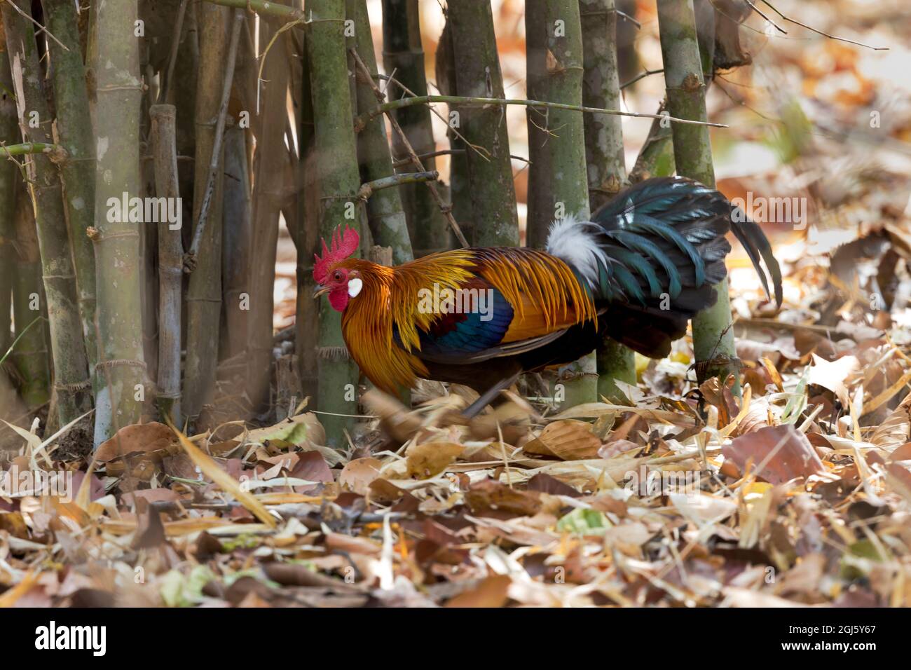 India, Madhya Pradesh, Bandhavgarh National Park. A red jungle fowl ...