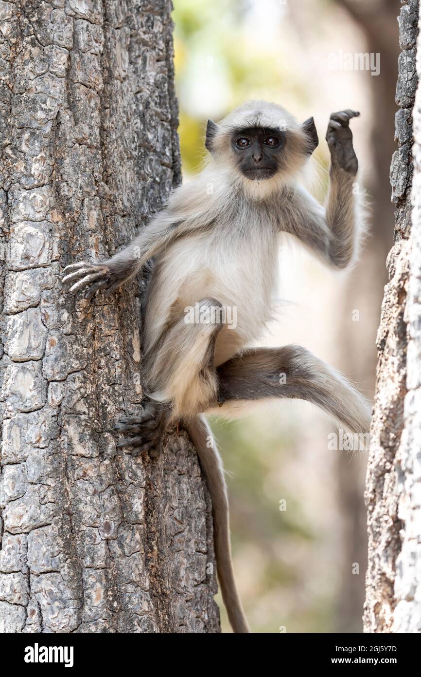 Perch in a tree hi-res stock photography and images - Alamy