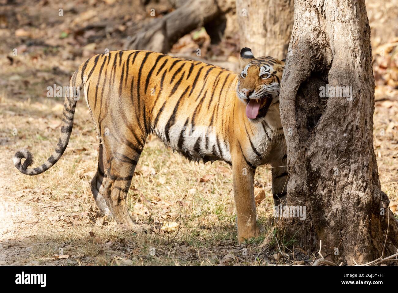 India, Madhya Pradesh, Kanha National Park. A female Bengal tiger ...