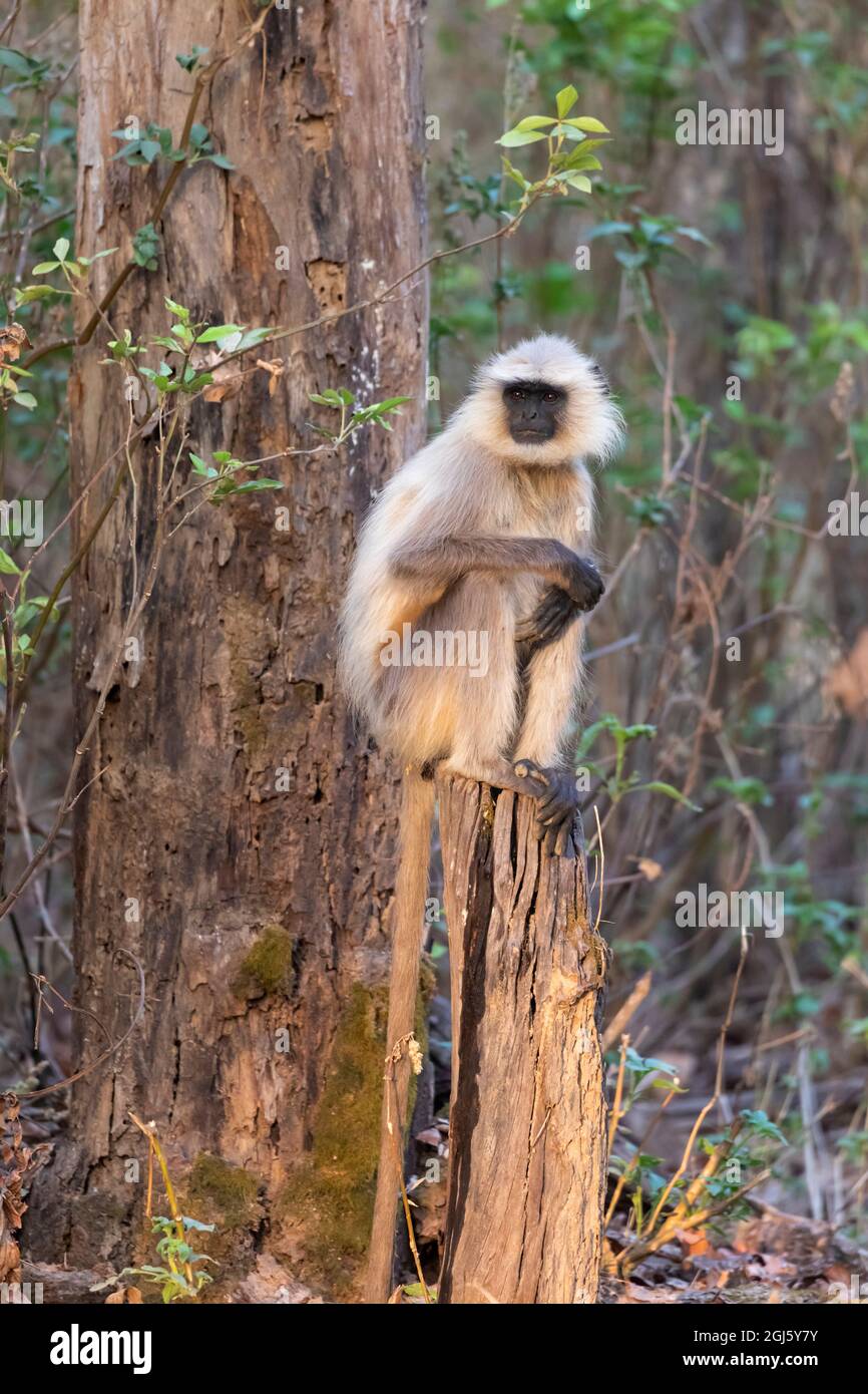 Top of a stump hi-res stock photography and images - Alamy