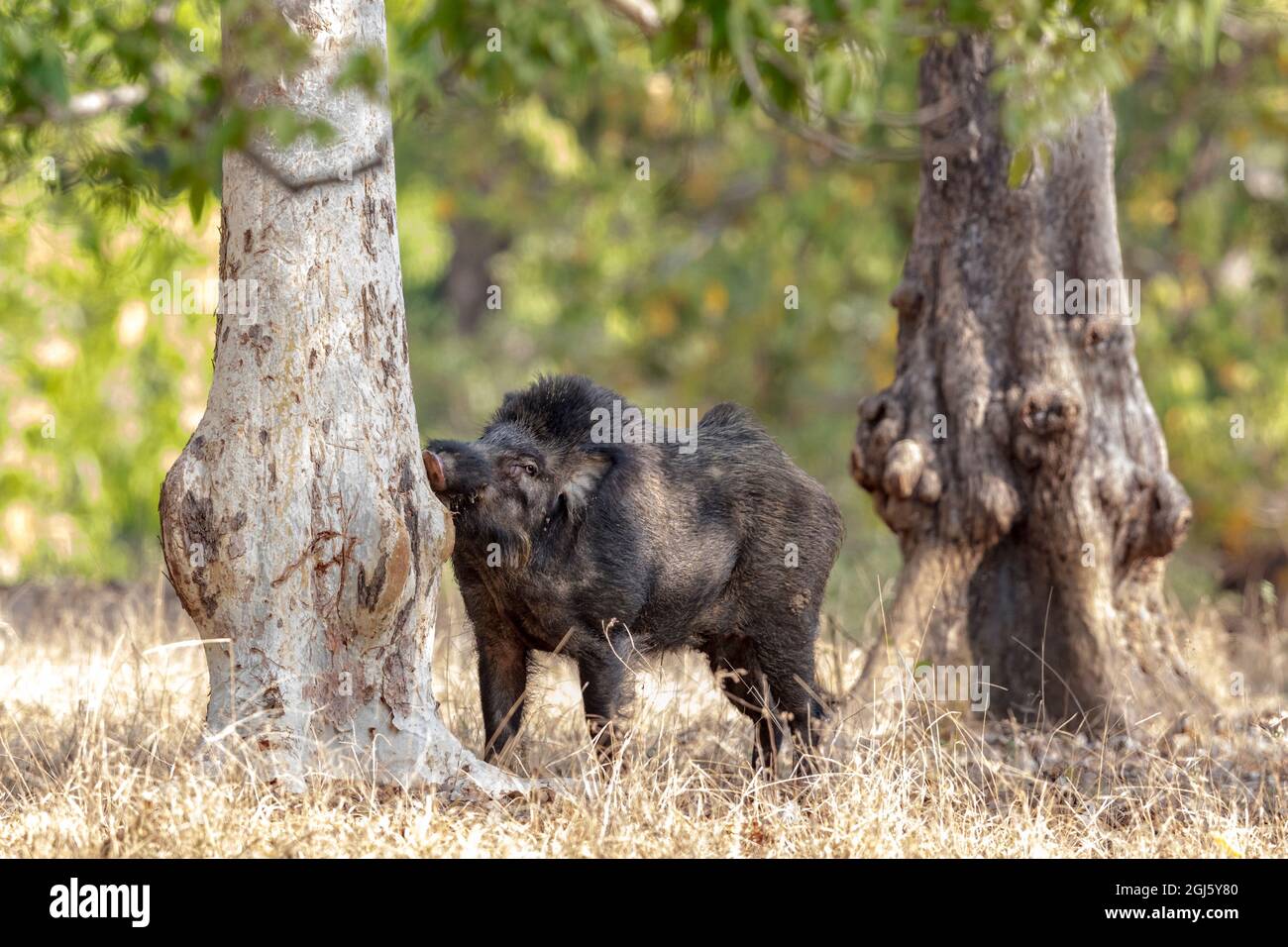 Indian wild boar indian pig hi-res stock photography and images - Alamy