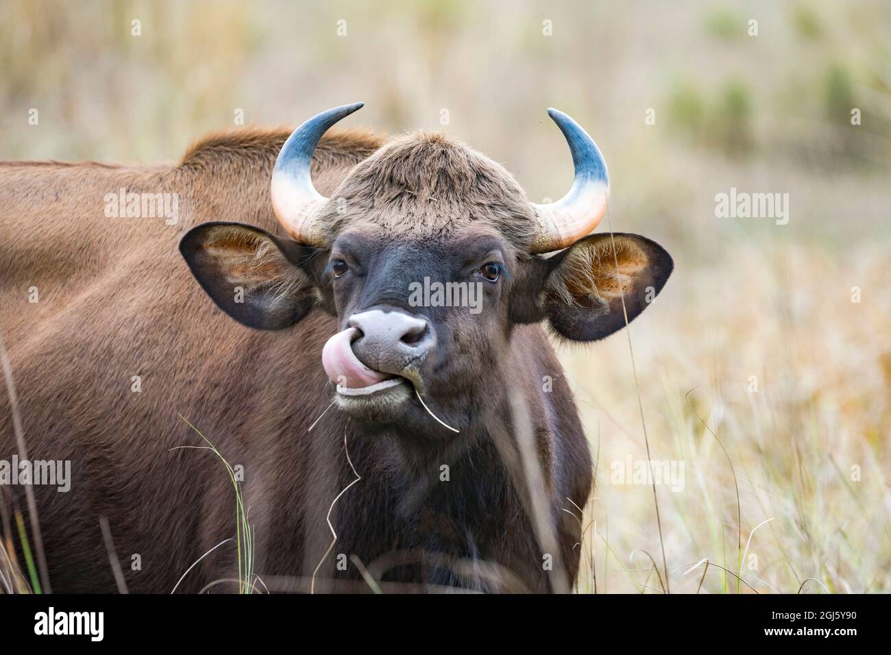 India, Madhya Pradesh, Bandhavgarh National Park. A gaur show how it ...