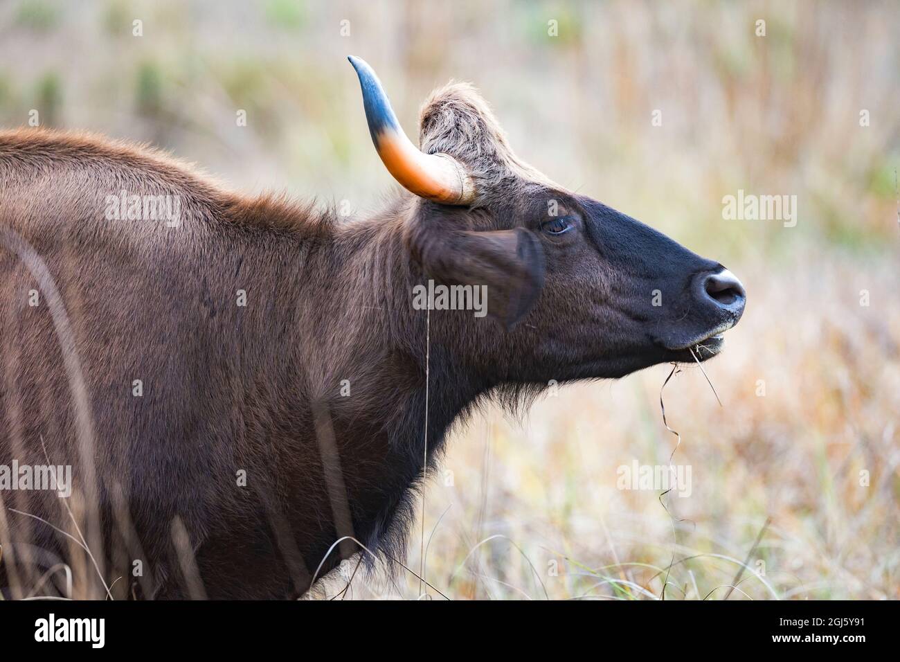 India, Madhya Pradesh, Bandhavgarh National Park. Portrait of a female ...