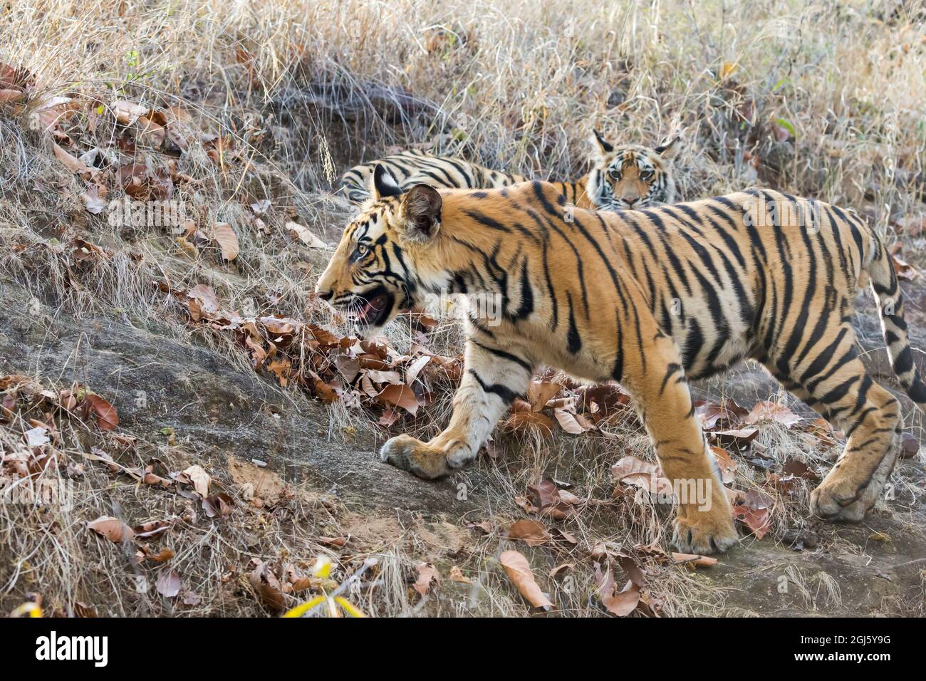 India, Madhya Pradesh, Bandhavgarh National Park. A tigress walks past ...