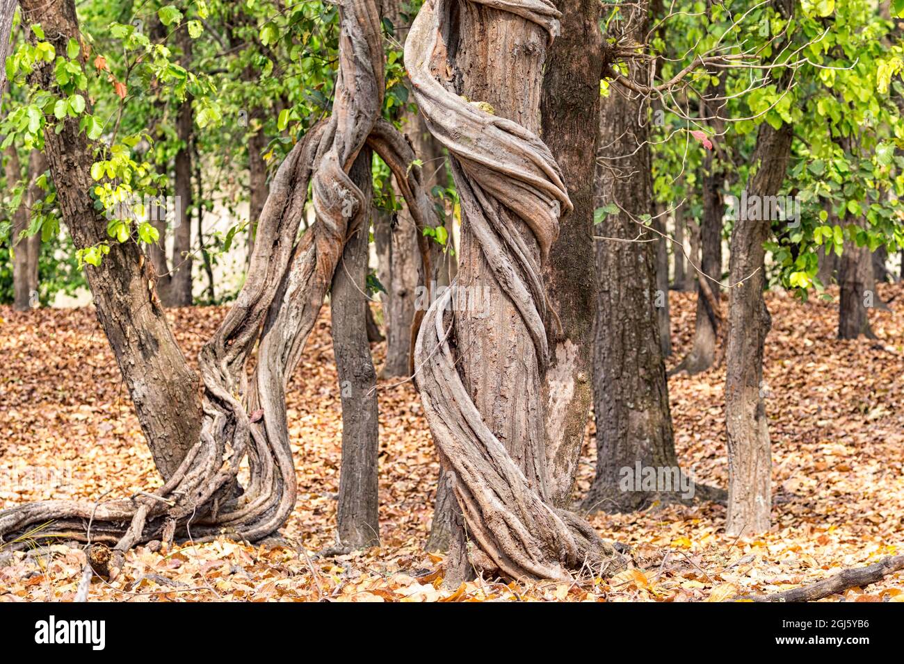 Sal tree hi-res stock photography and images - Alamy