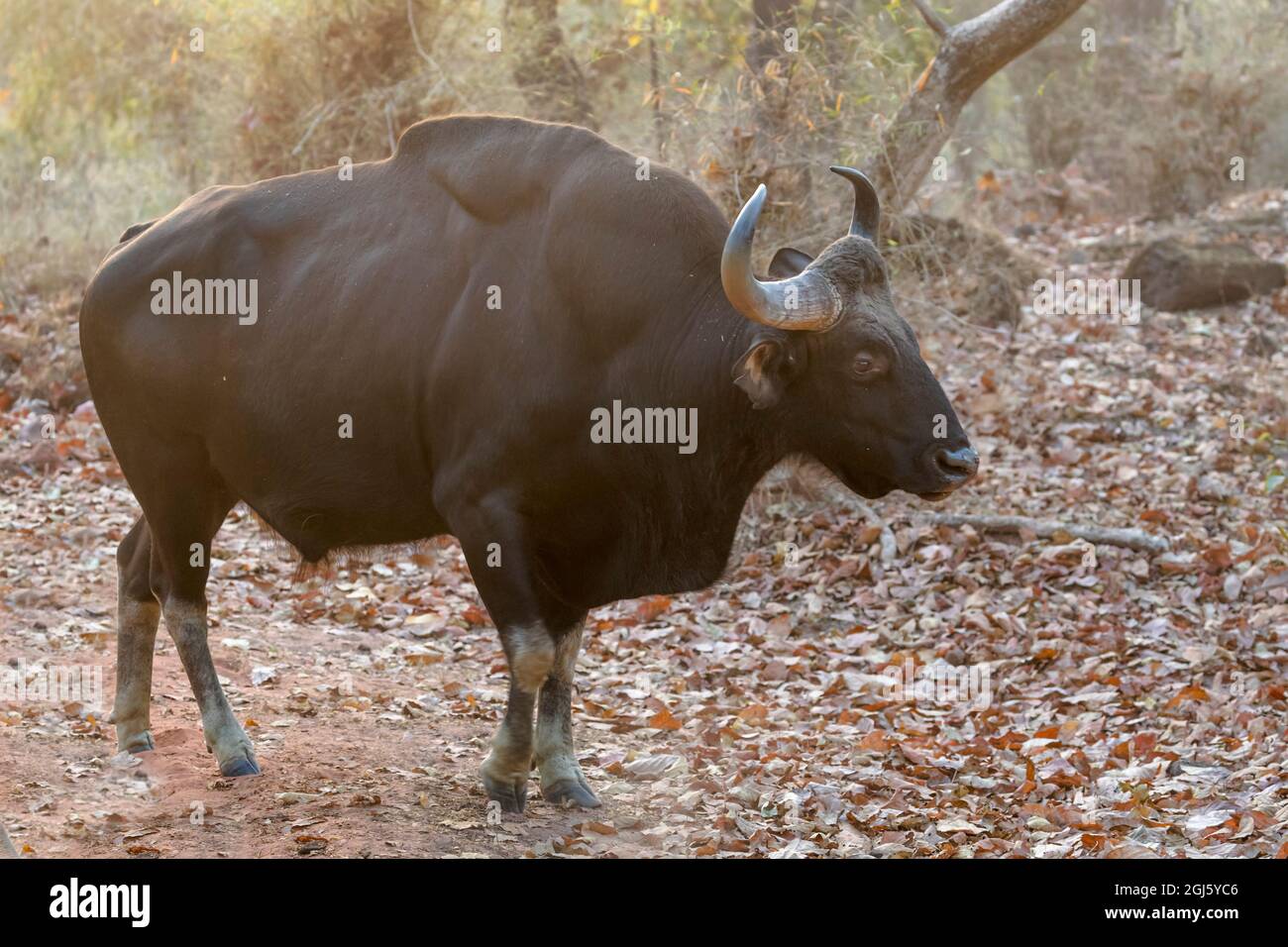 Gaur habitat hi-res stock photography and images - Alamy