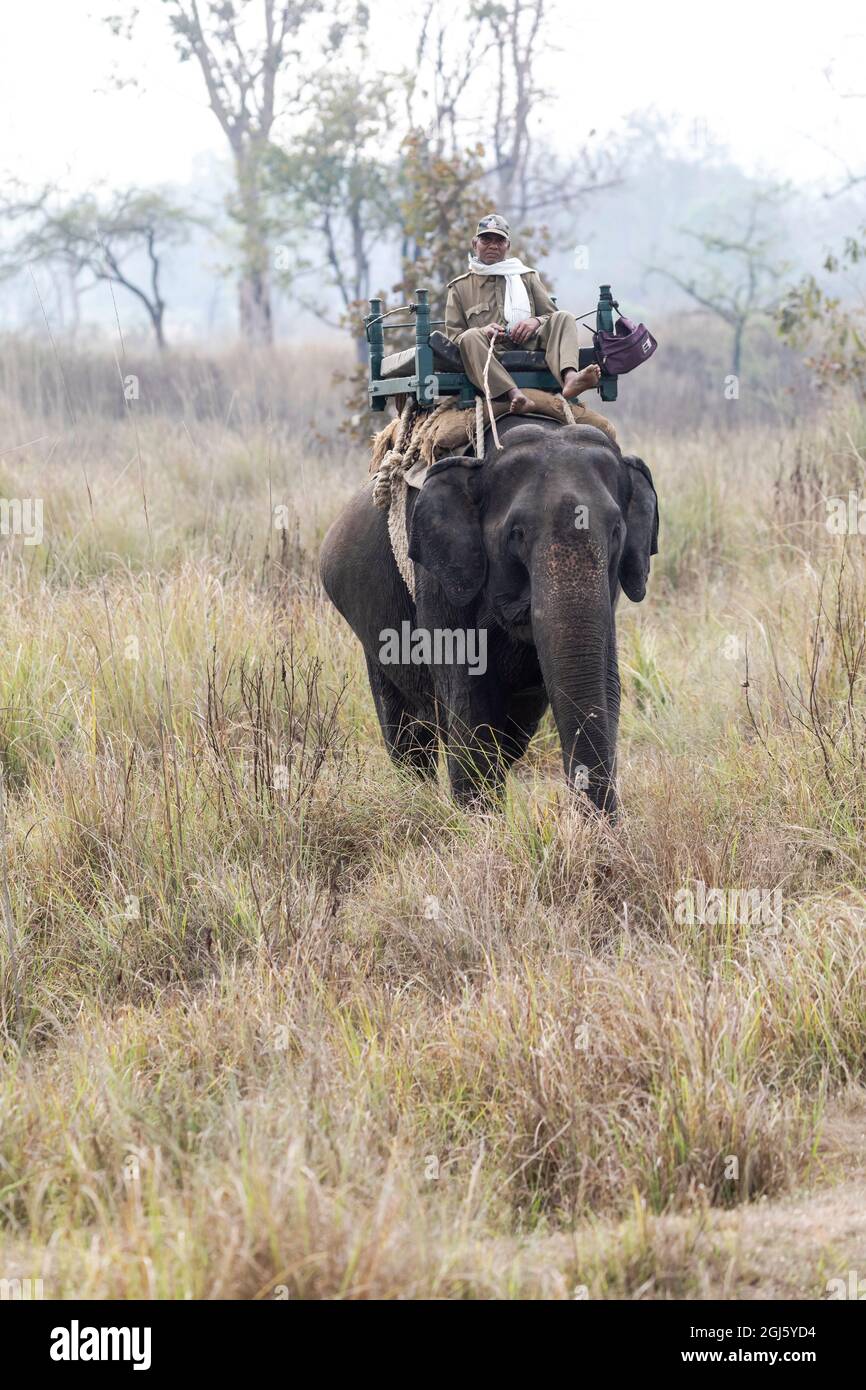 India, Madhya Pradesh, Kanha National Park. An Asian elephant, ridden ...