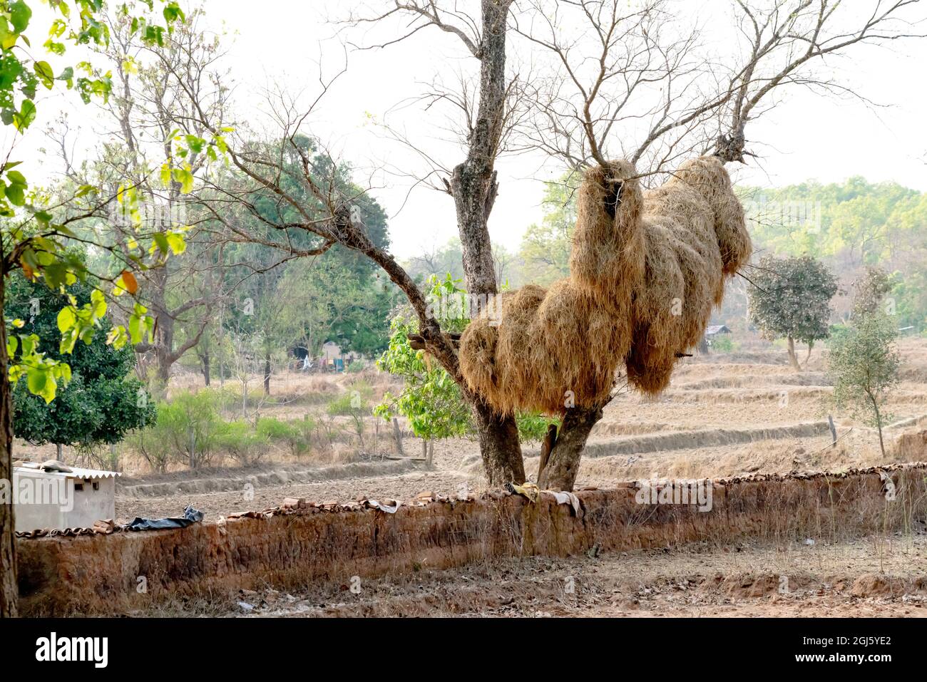 India, Madhya Pradesh. Hay is often put in trees to protect it from ...