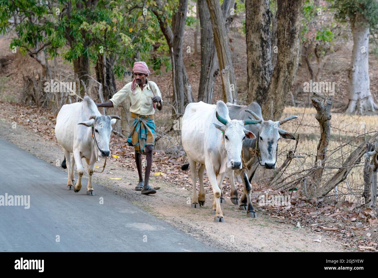 India, Madhya Pradesh. A villager walks with his cows along the road ...