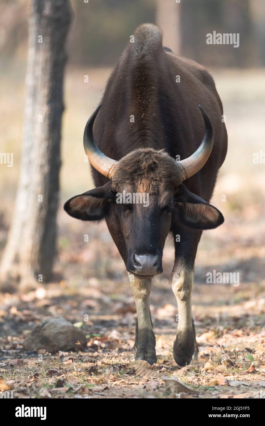 India, Madhya Pradesh, Kanha National Park. Portrait of a gaur cow ...