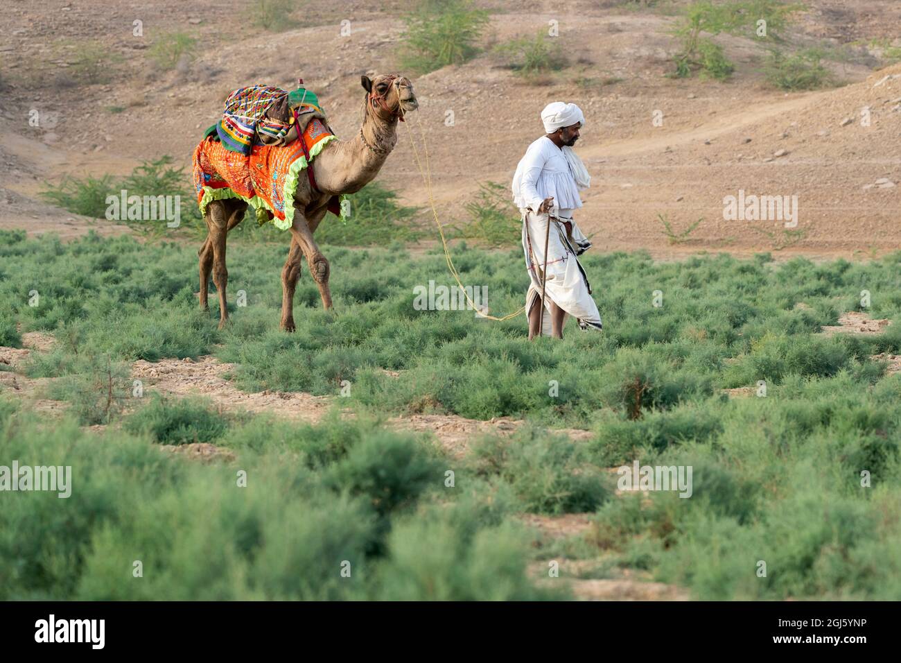 Rann of kutch camel hi-res stock photography and images - Alamy