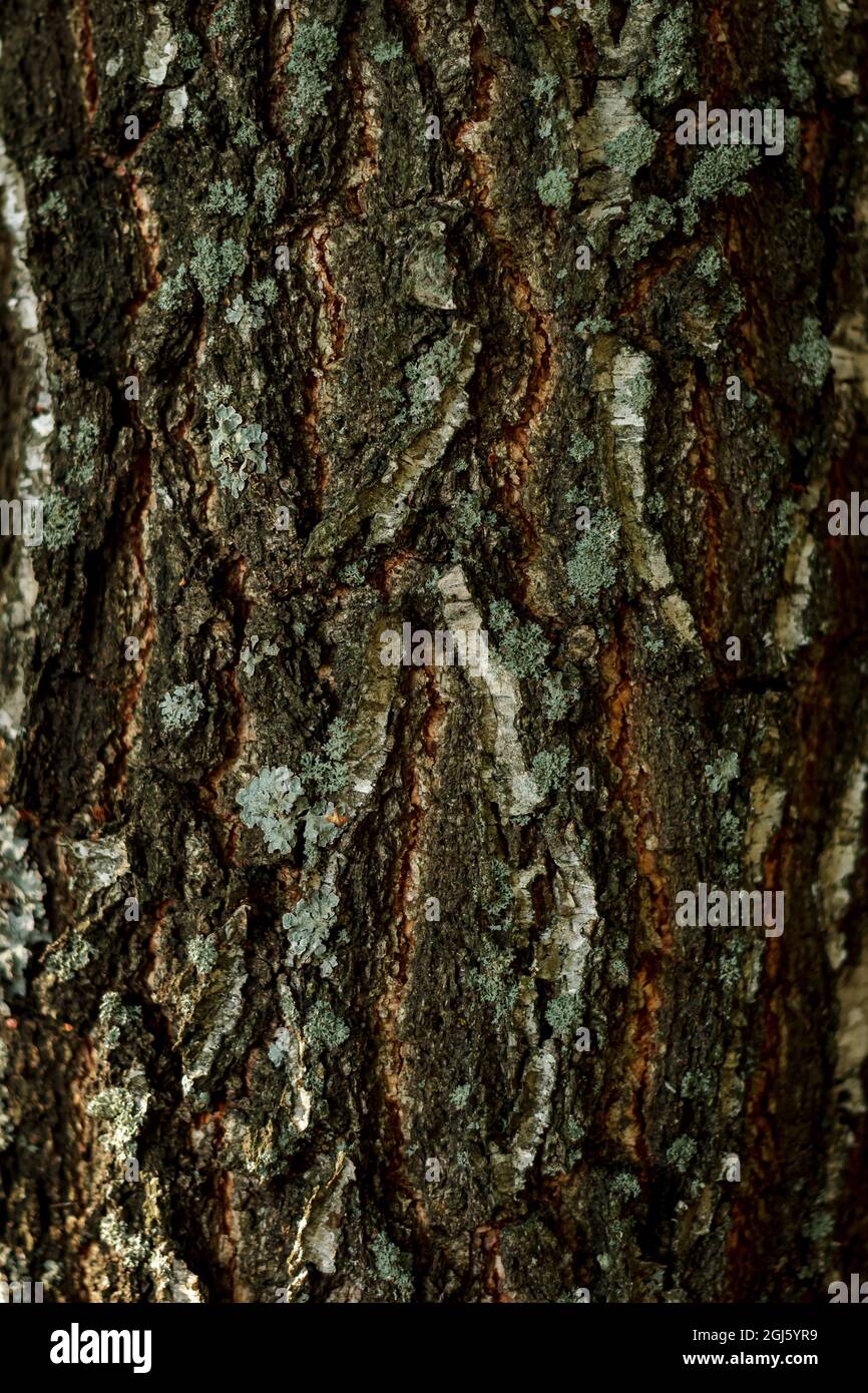Natural background in abstract style Old birch tree bark embossed ...