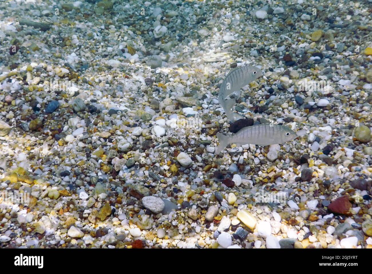Underwater pebbles clear sea with swimming fishes Stock Photo - Alamy