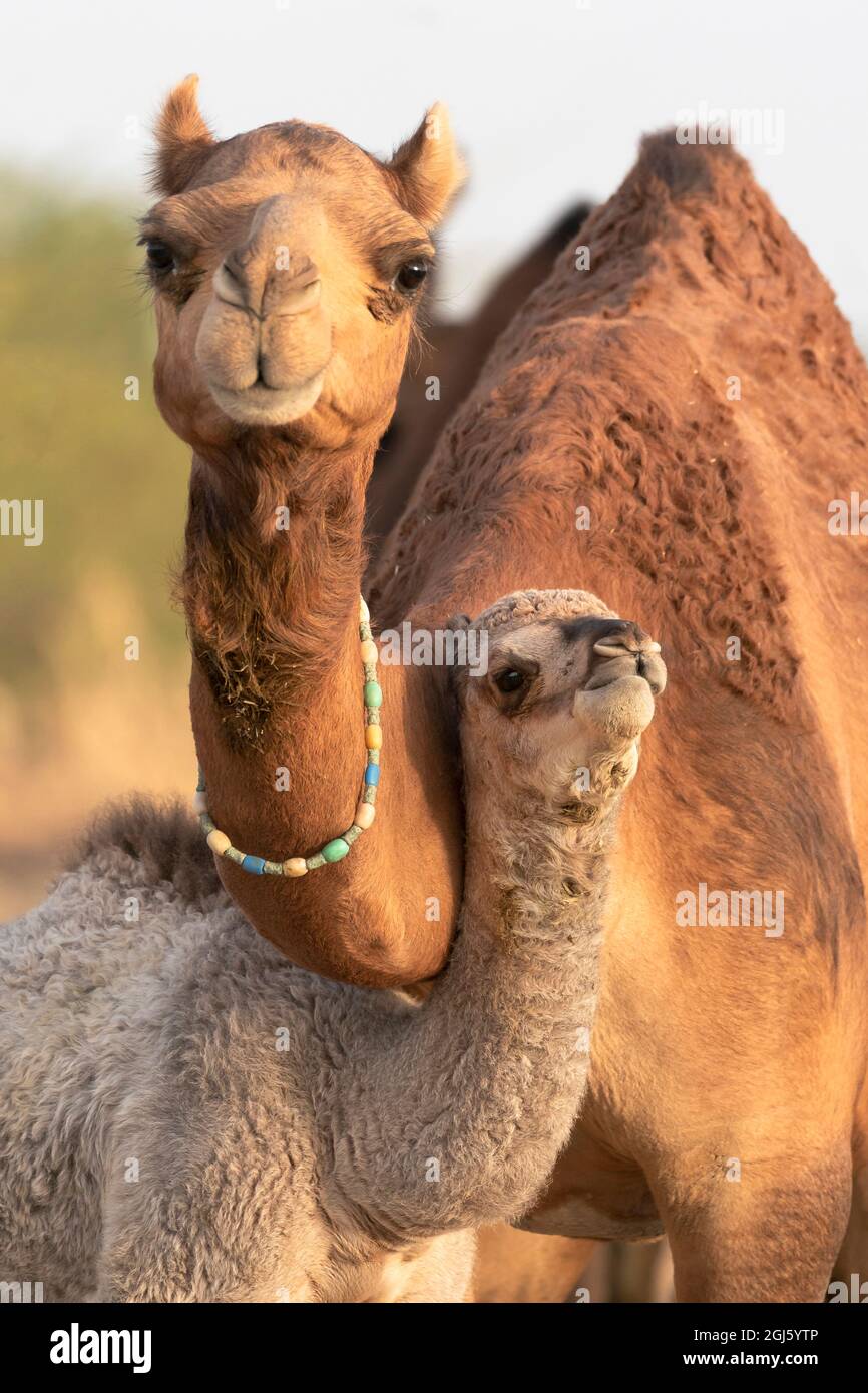 India, Gujarat, Great Rann of Kutch, Bhuj, dromedary camels. Portrait ...
