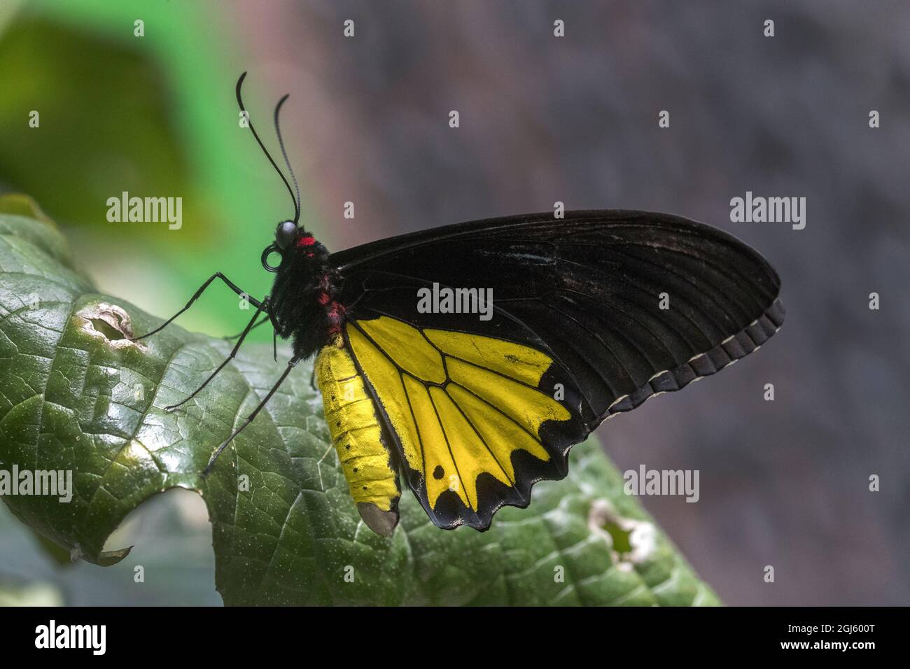Helena birdwing hi-res stock photography and images - Alamy