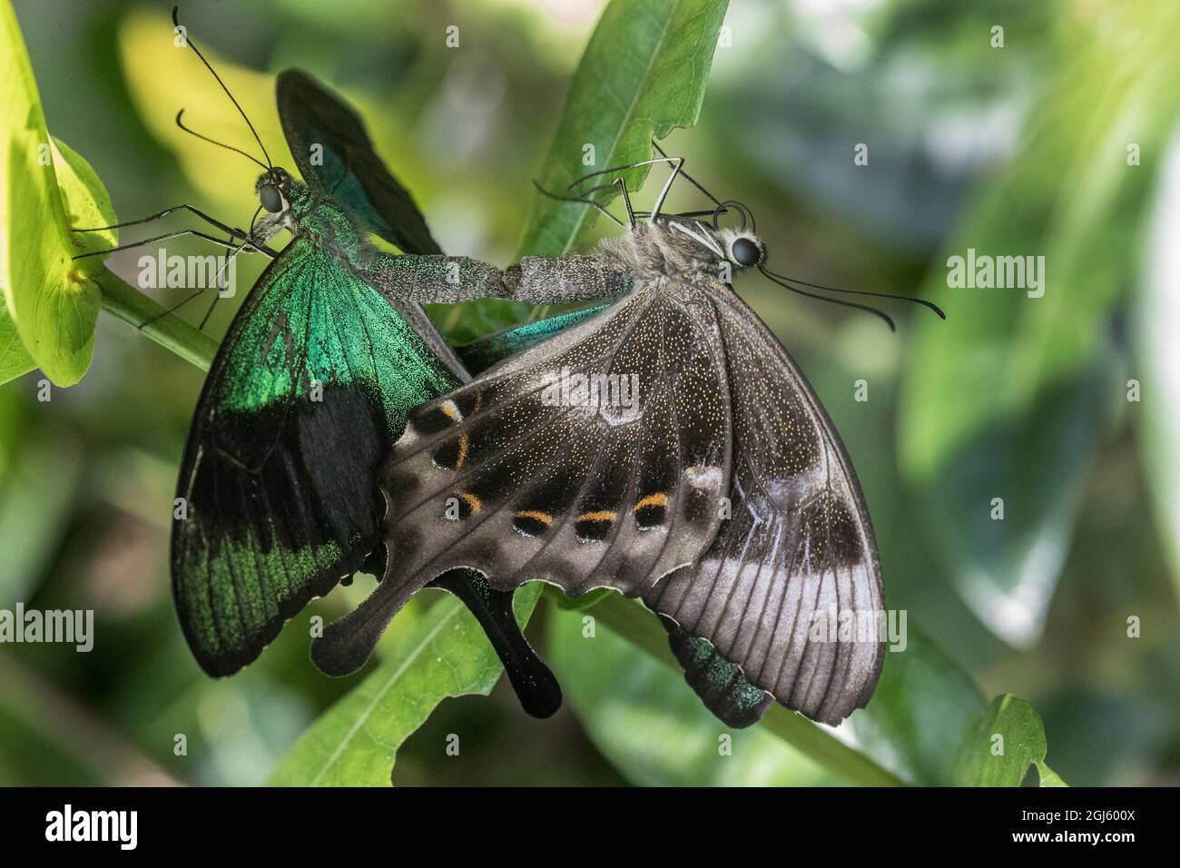 Blue swallowtail hi-res stock photography and images - Alamy