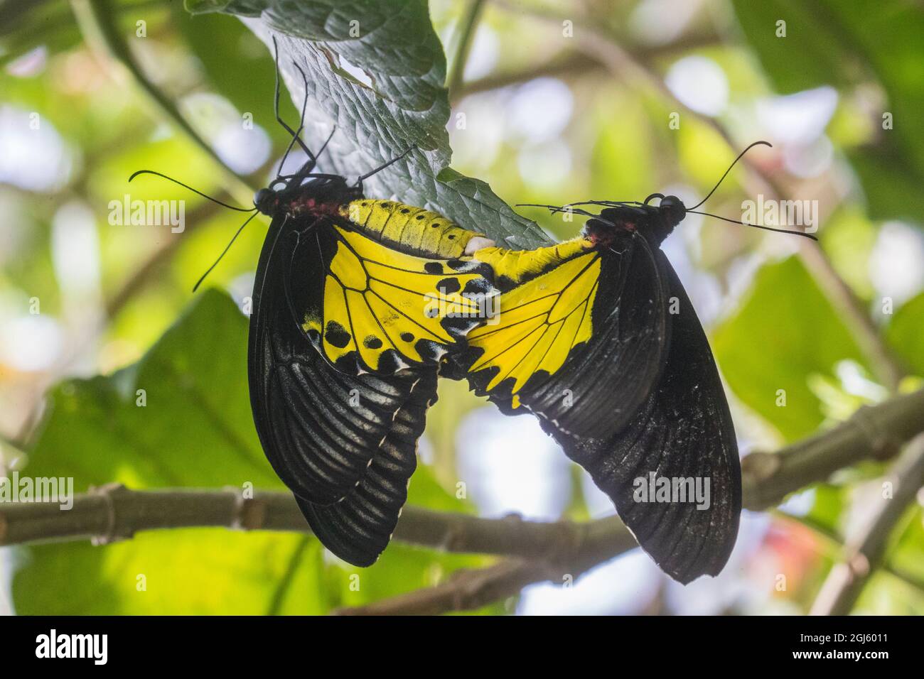 Indonesia. Birdwing butterflies mating Stock Photo - Alamy