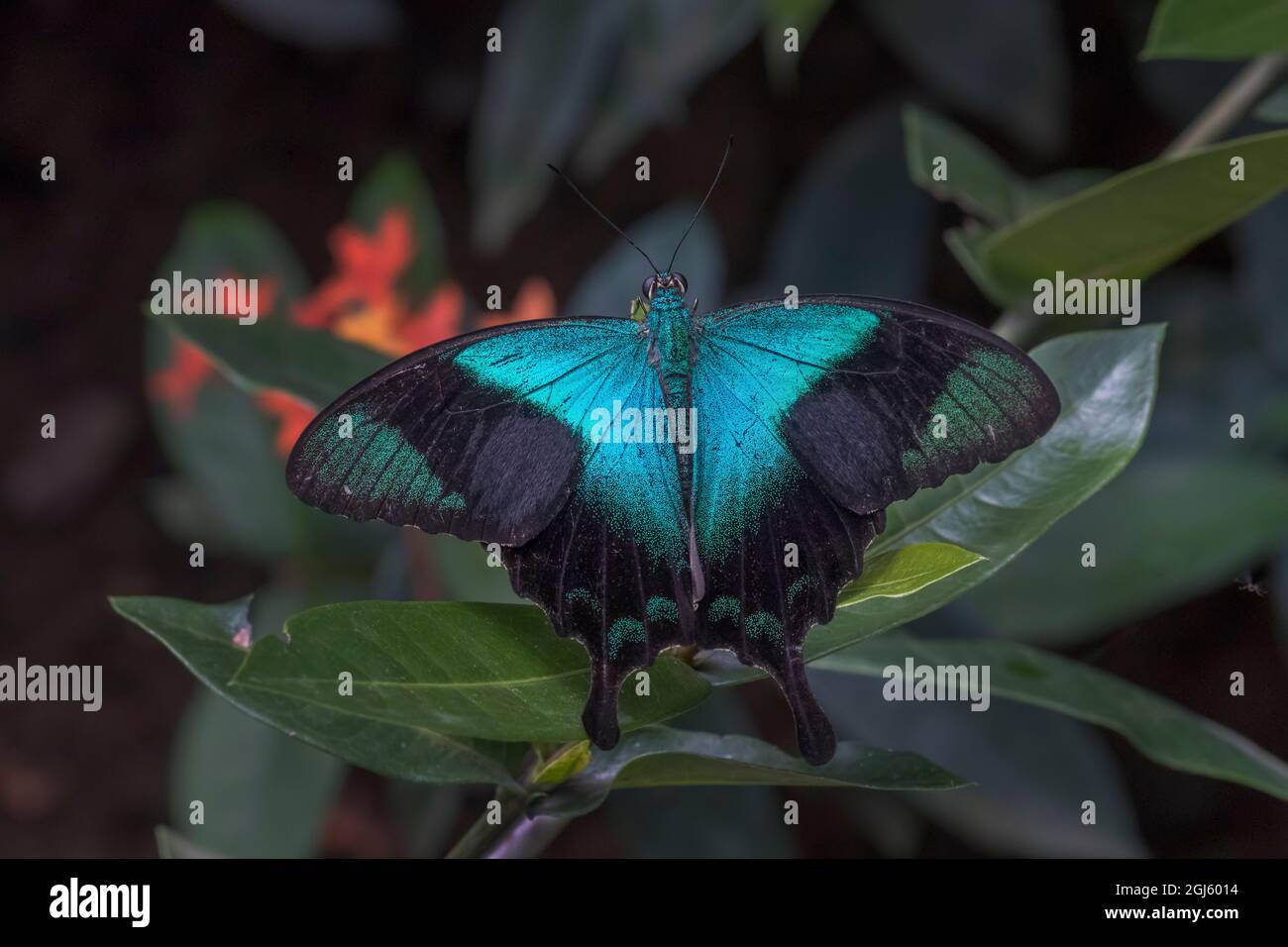 Blue swallowtail butterfly hi-res stock photography and images - Alamy