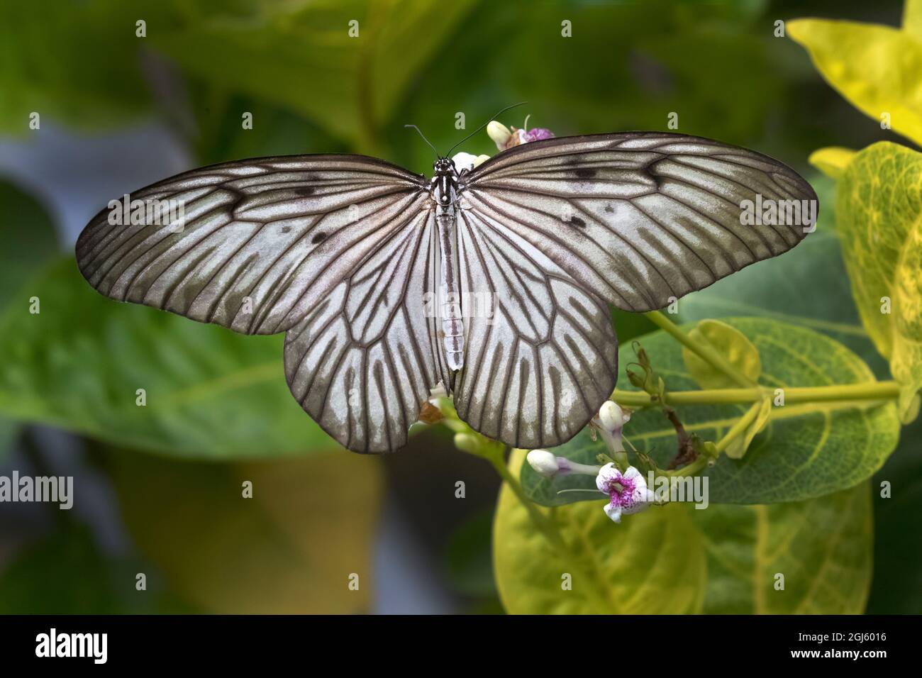 Indonesia, Bali. Blanchard's ghost butterfly on plant Stock Photo - Alamy