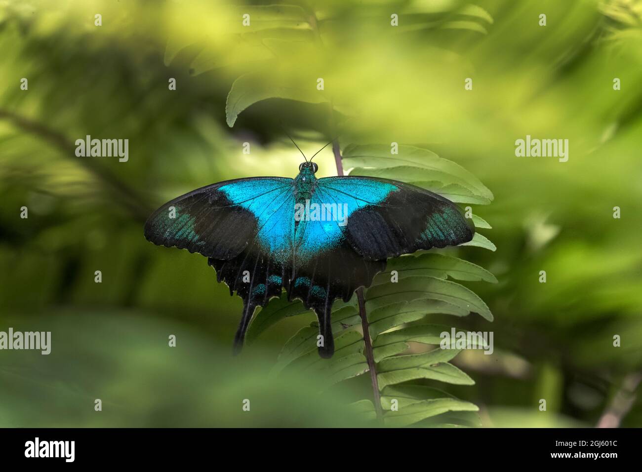 Papilio peranthus hi-res stock photography and images - Alamy