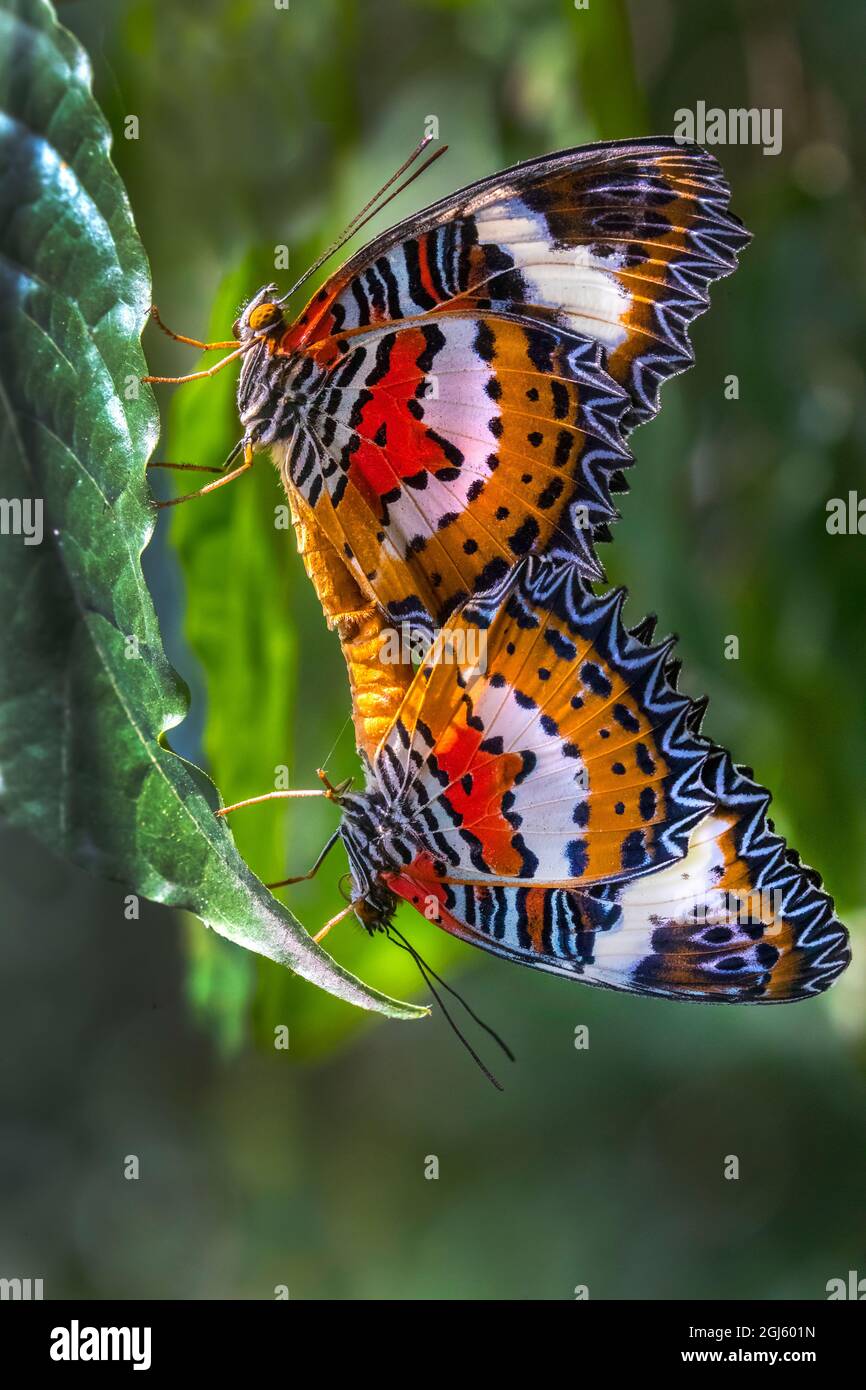 Indonesia, Bali. Malay lacewing butterflies mating on leaf Stock Photo ...