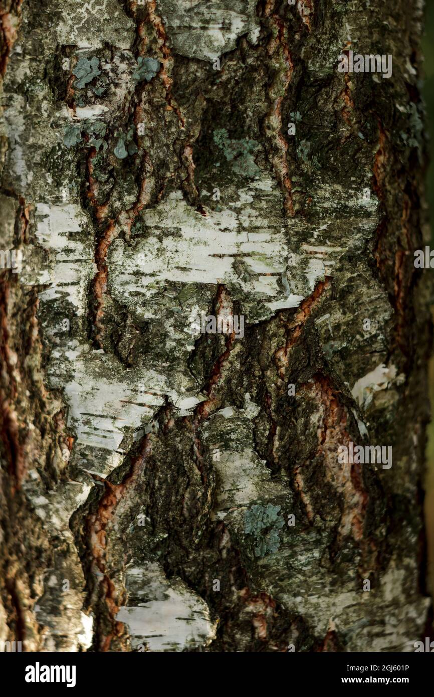 Natural background in abstract style Old birch tree bark embossed ...