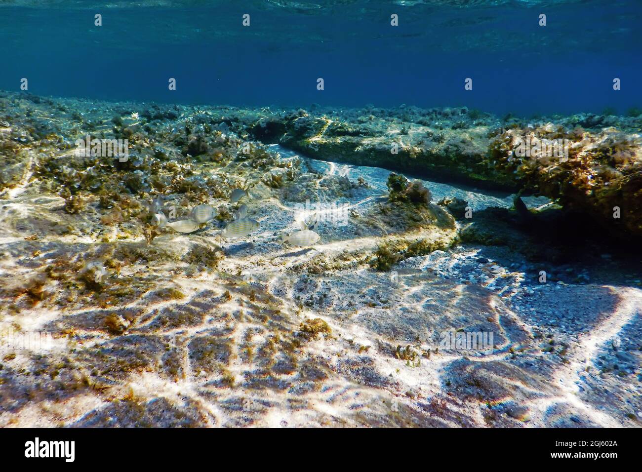 Underwater Scene Sunlight, fish Underwater Life Stock Photo - Alamy