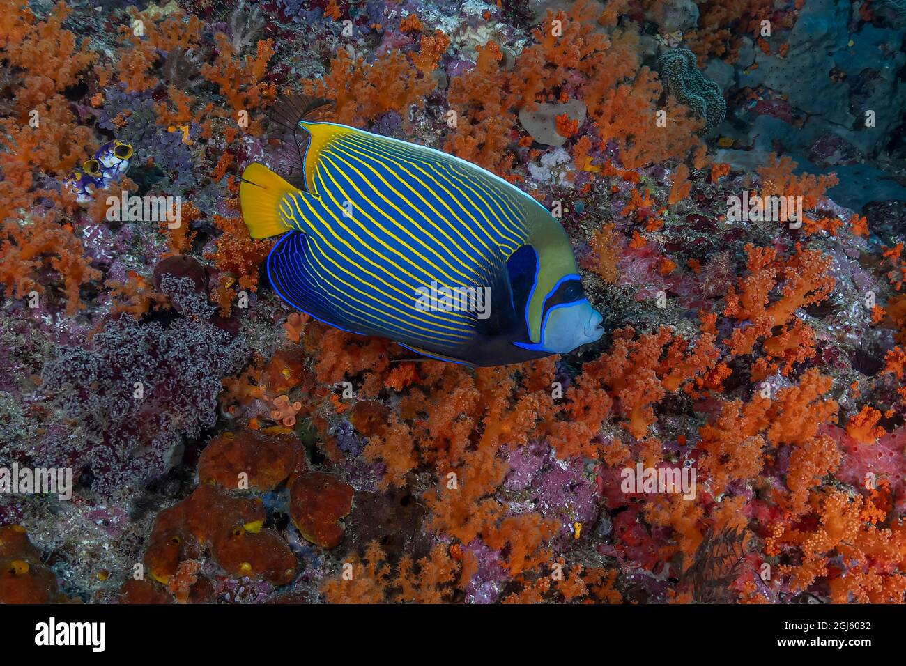 Indonesia, West Papua, Raja Ampat. Angelfish close-up Stock Photo - Alamy