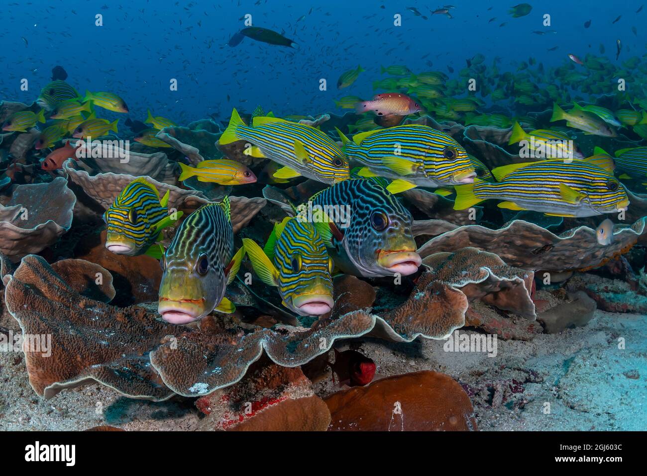 Indonesia, West Papua, Raja Ampat. School of diagonal-banded fish Stock ...