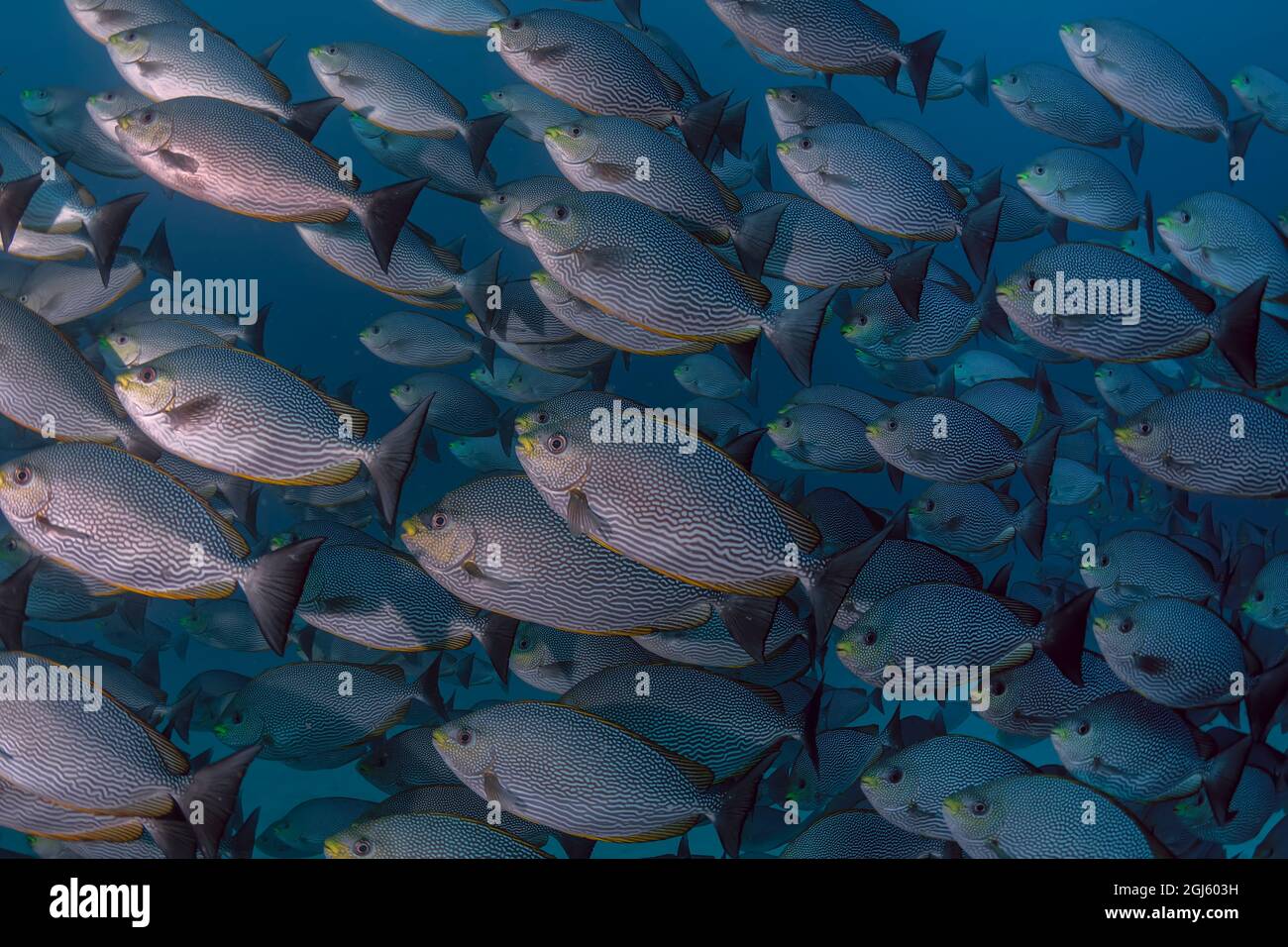 Indonesia, West Papua, Raja Ampat. Schooling rabbitfish Stock Photo - Alamy