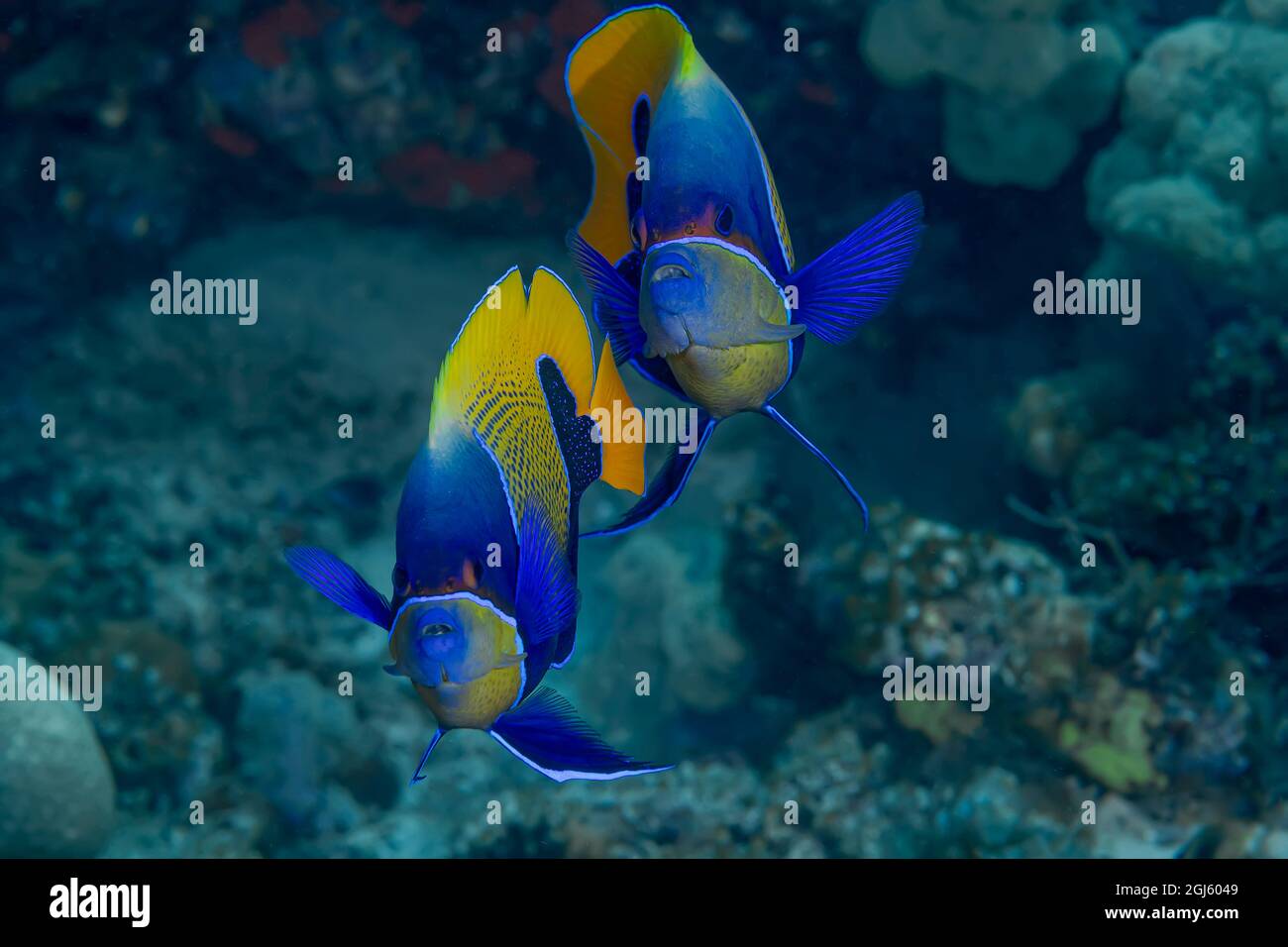 Indonesia, West Papua, Raja Ampat. Close-up of two blue-girdled ...