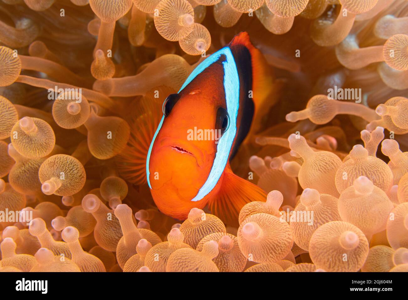 Indonesia, West Papua, Raja Ampat. Cinnamon clownfish among anemones ...