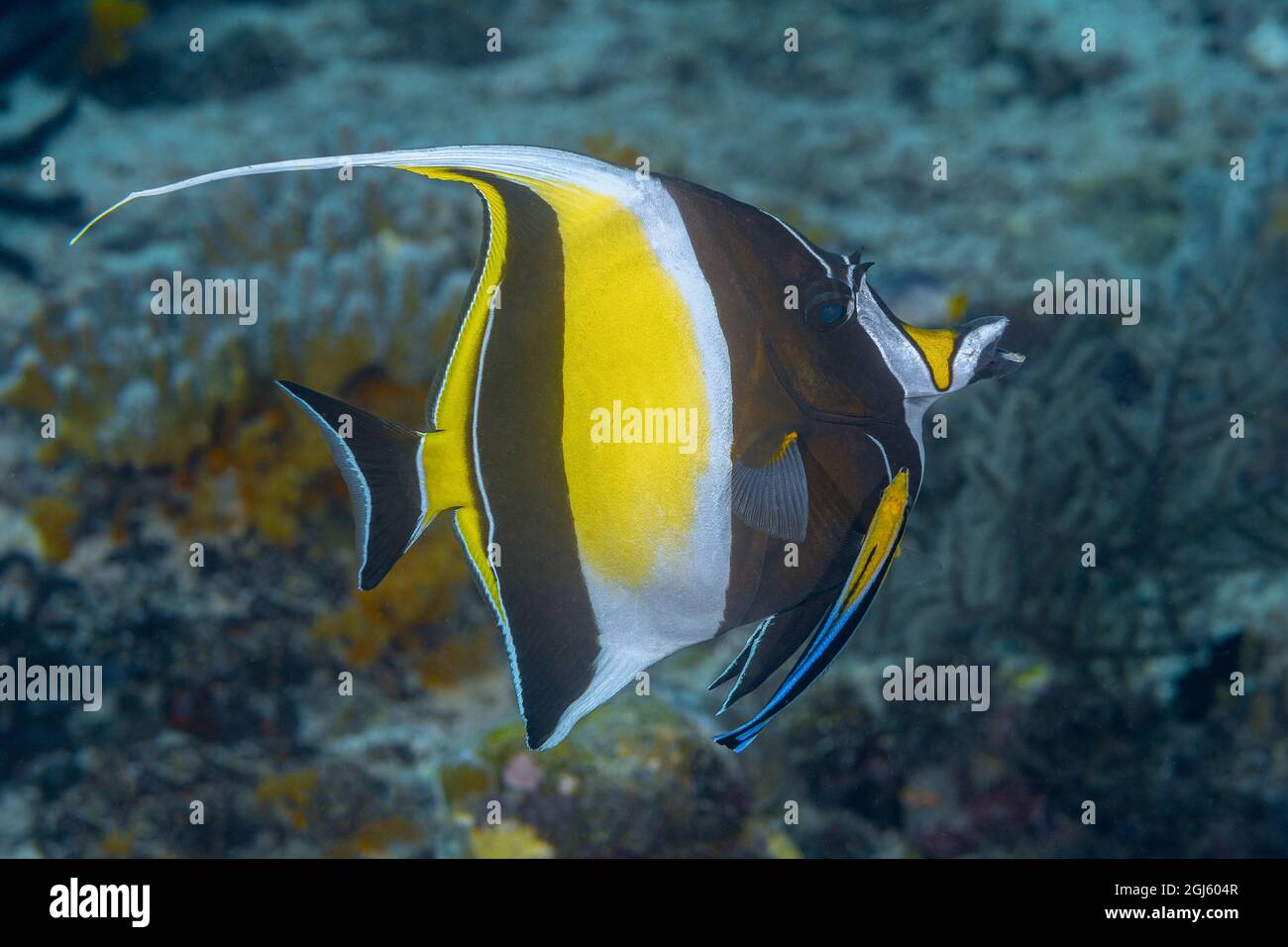Indonesia, West Papua, Raja Ampat. Close-up of angelfish Stock Photo ...