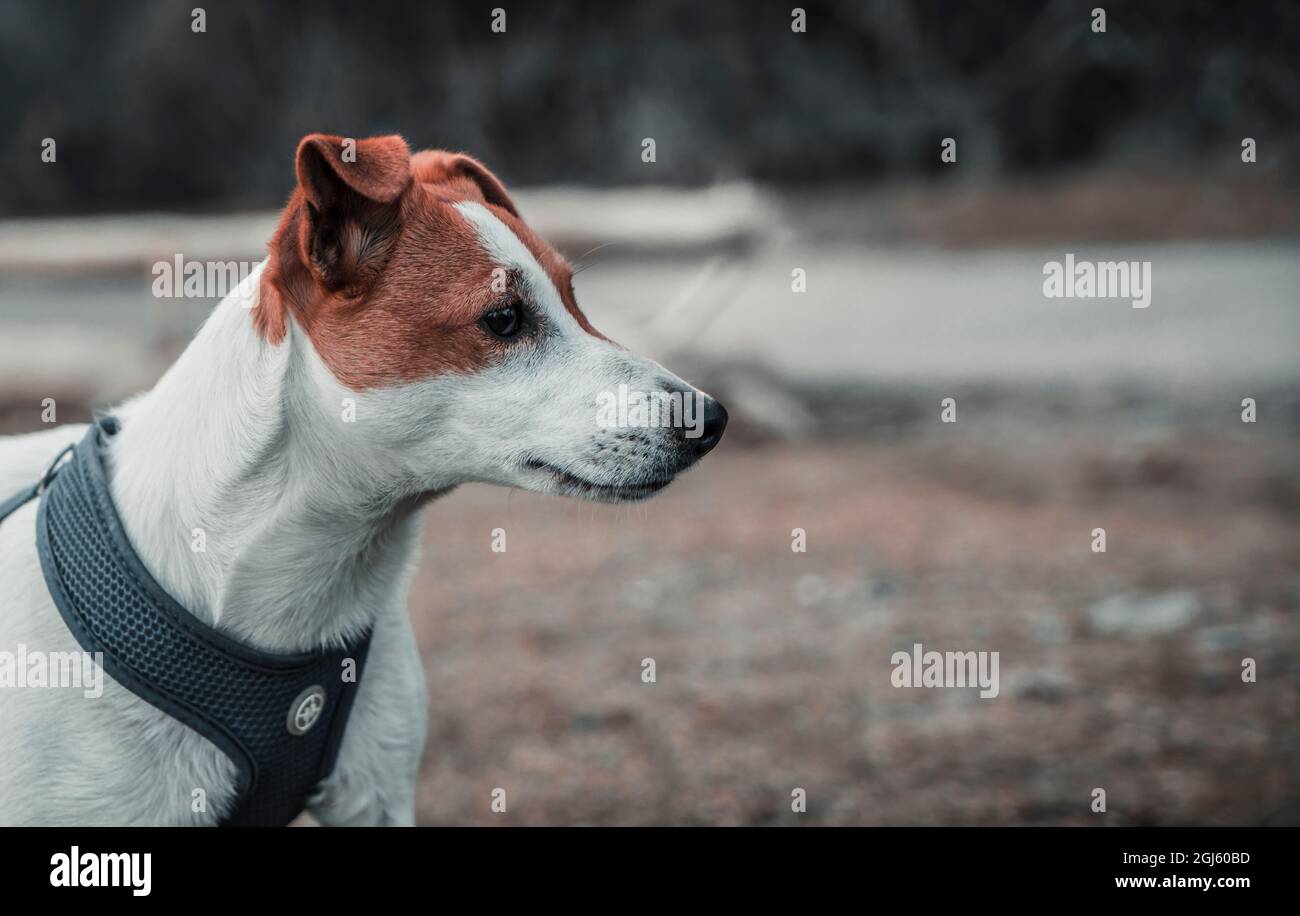 Barking jack russel terrier hi-res stock photography and images - Alamy