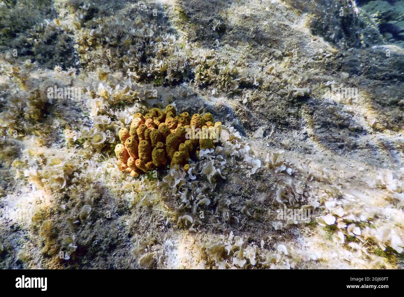 Sea sponge australia hi-res stock photography and images - Alamy